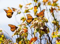 Goa In March: Weather & Travel Tips | Rough Guides