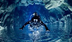 Iceland Wildlife: A Complete Guide | Rough Guides